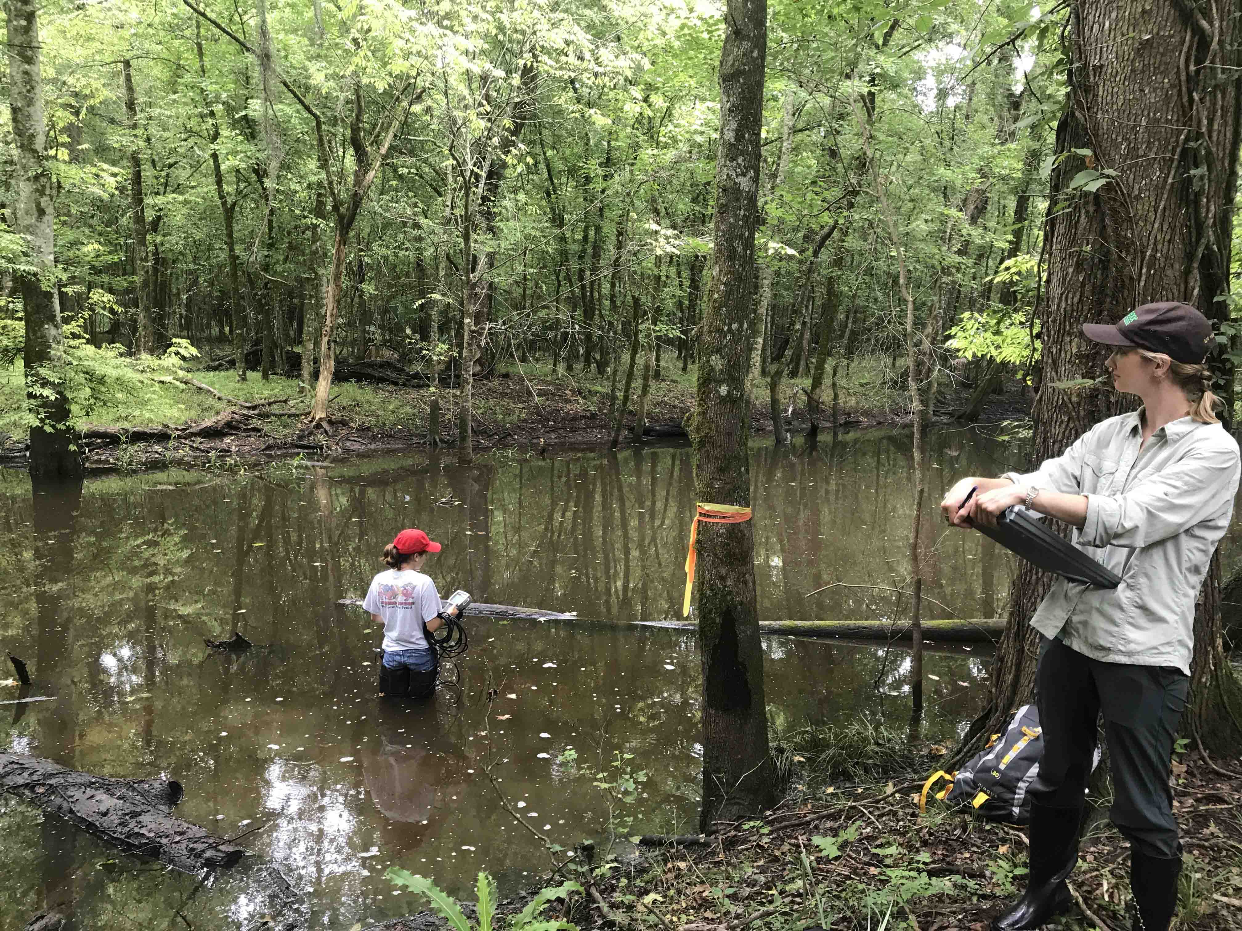 Intern researches effects of streamside management zones