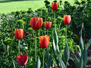 What's in Season? | LSU AgCenter Botanic Gardens