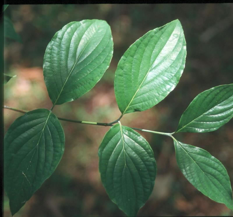 Cornus florida / cornus_florida_leaf.jpg