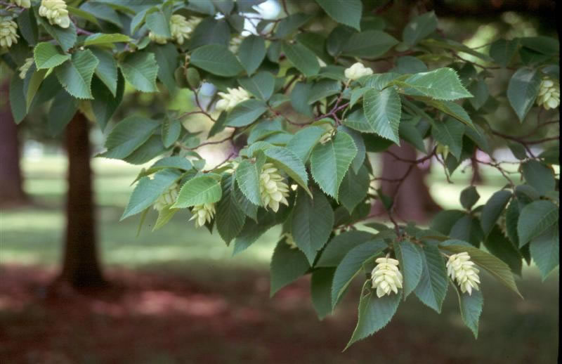 Ostrya virginiana / ostrya_virginiana_leaf.jpg