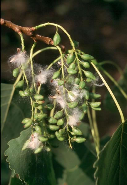 Populus deltoides / populus_deltoides_fruit_seed.jpg