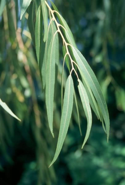 Salix nigra / salix_nigra_leaf.jpg