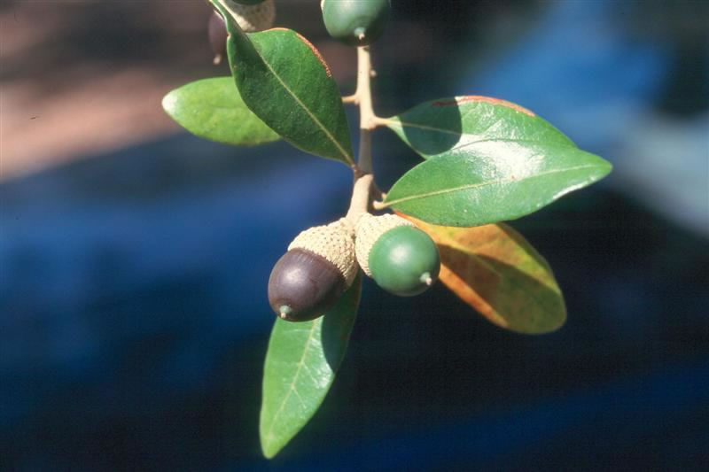 Quercus virginiana / quercus_virginiana_acorn.jpg