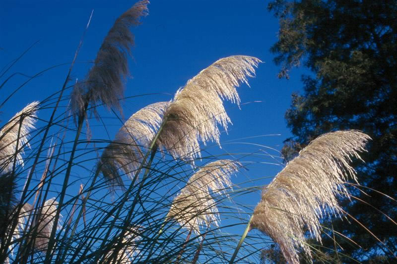 Cortaderia selloana / cortaderia_flower.jpg