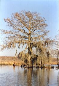 LSU: Sociology Dept.