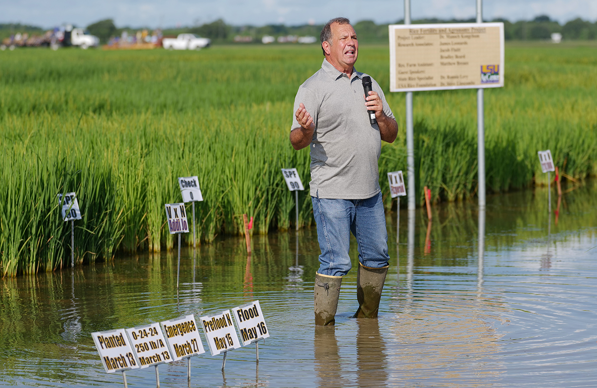 Sustainable Rice Research | LSU