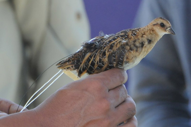 Birding Enthusiasts Gather to Celebrate Louisiana’s Yellow Rails | LSU ...