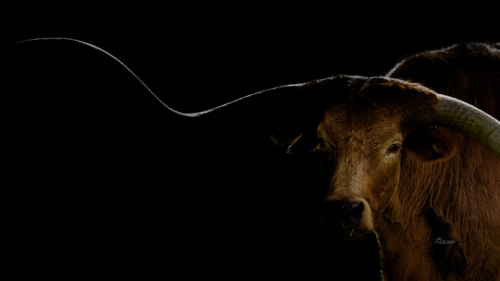 Animals in Art Exhibition Online