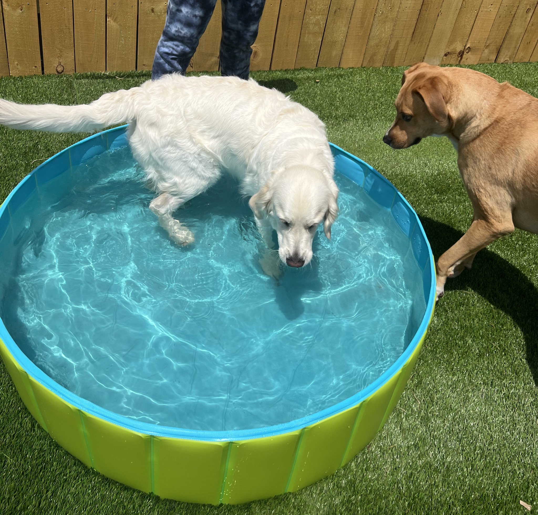 Dog Daycare Debuts With Howling Success Dog Daycare Debuts With Howling Success